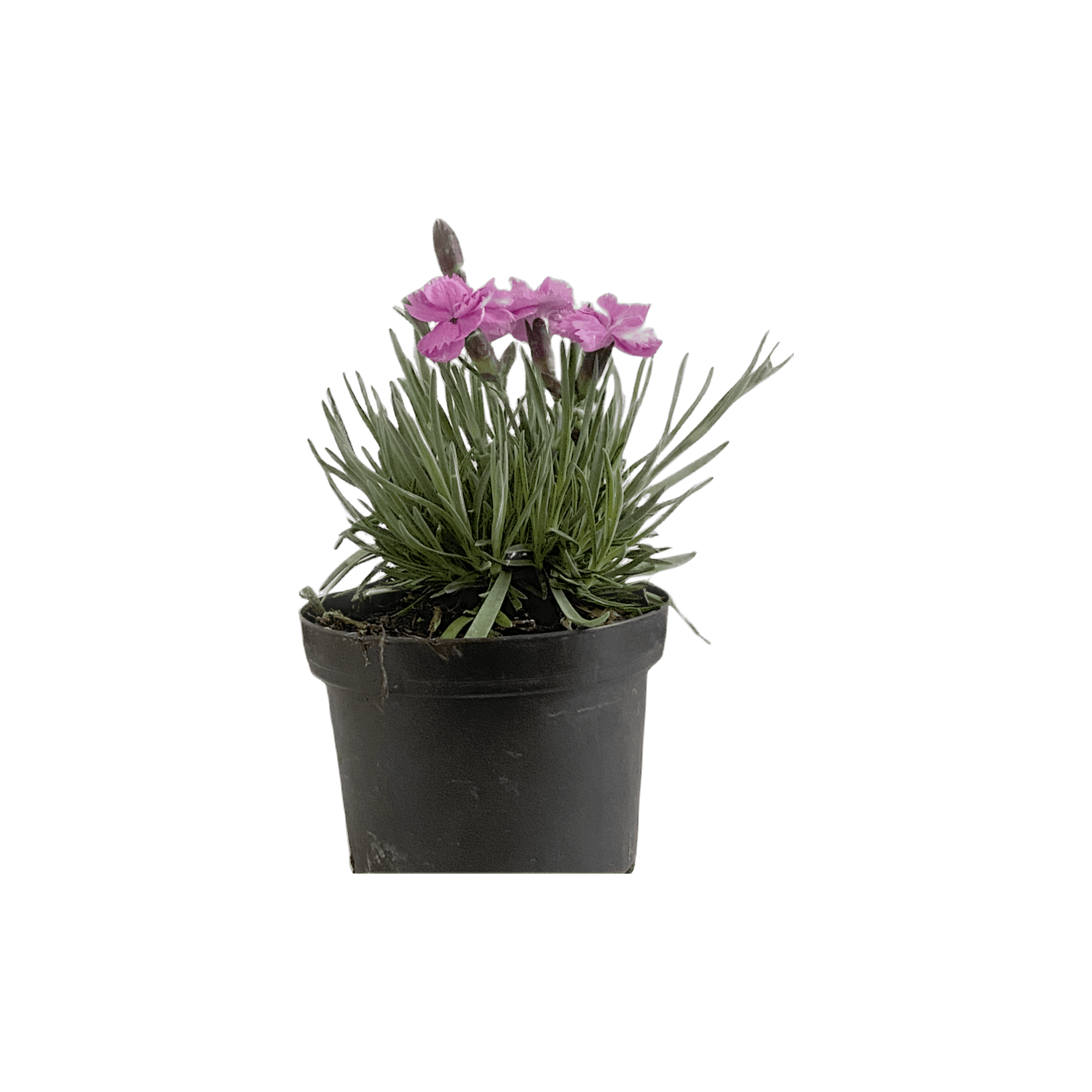 Dianthus Dinetta Purple - Sturton Plants