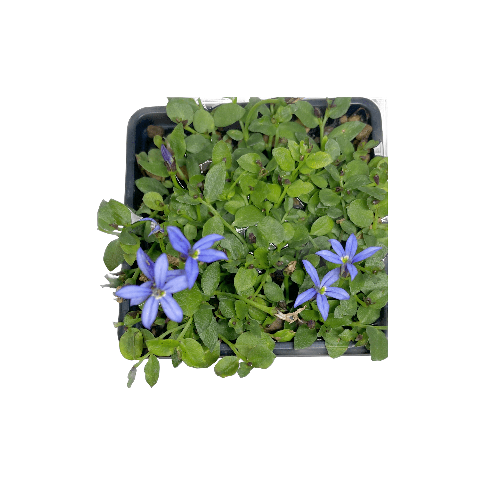 Pratia pedunculata County Park - Sturton Plants