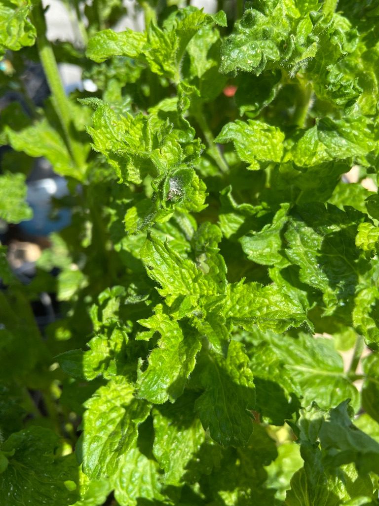 Mint – Curly - Sturton Plants