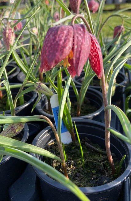 Fritillaria meleagris - Snakes Head FritillarySturton Plants