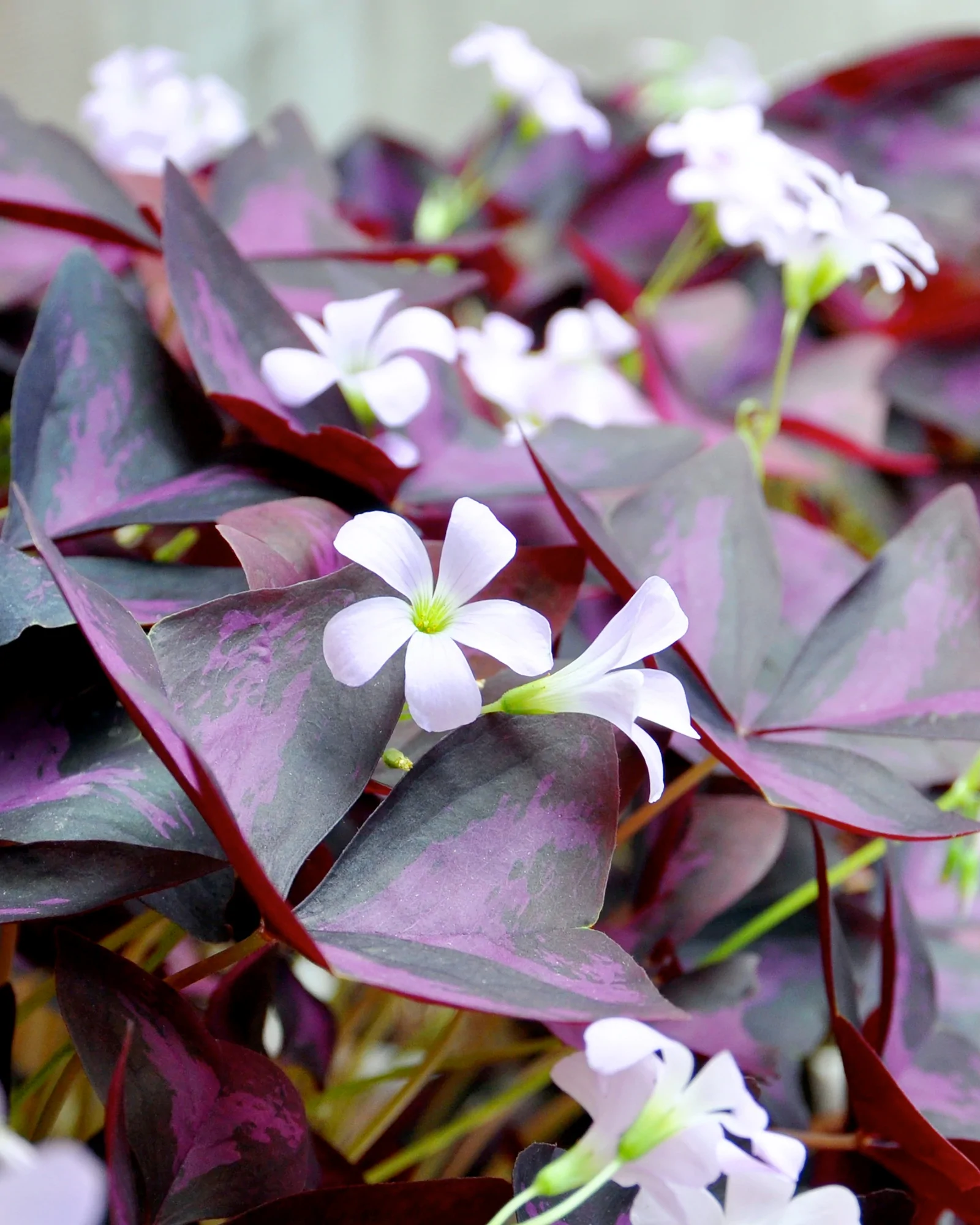 Oxalis triangularis - Houseplant - Sturton Plants