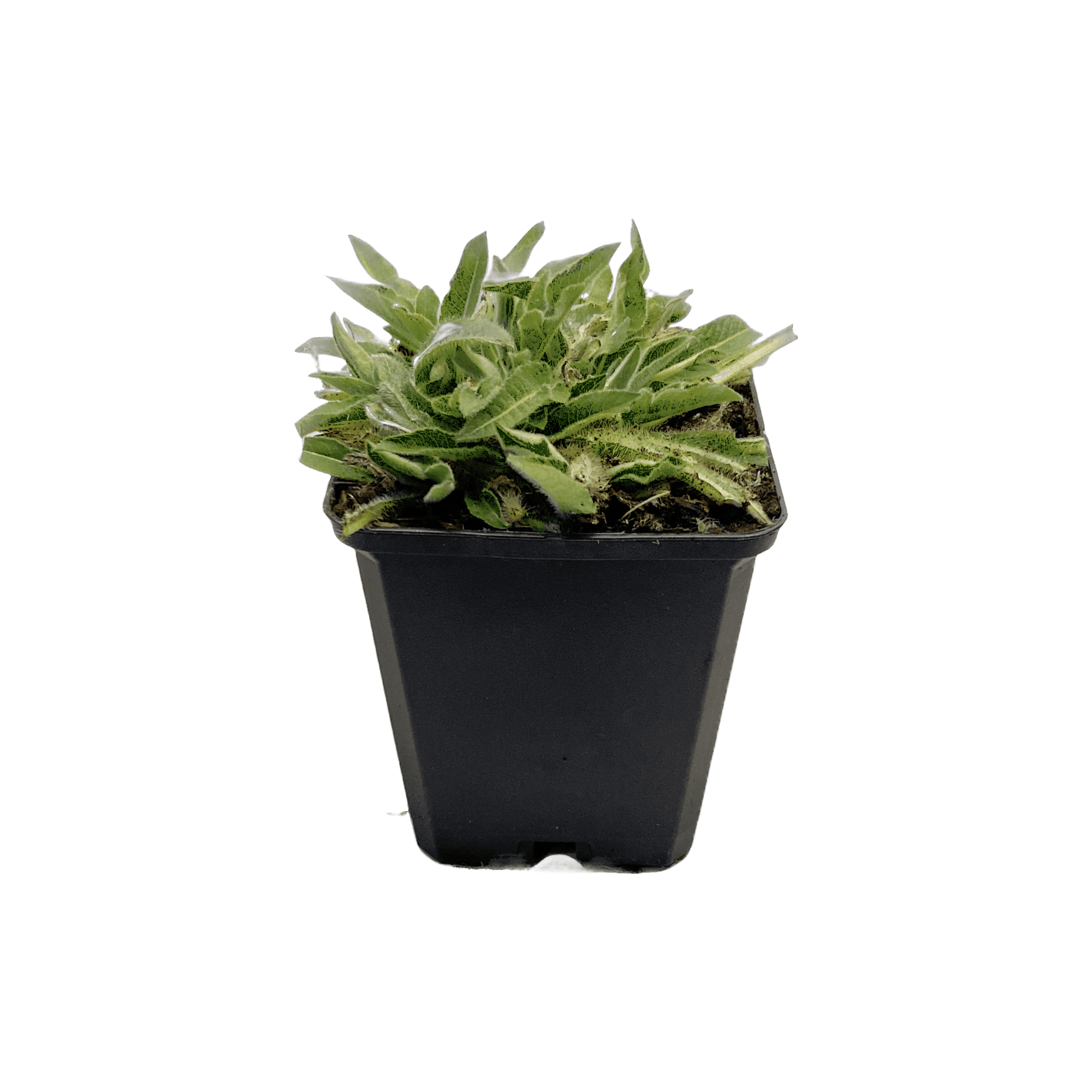 Knautia macedonica Melton Pastels - Sturton Plants