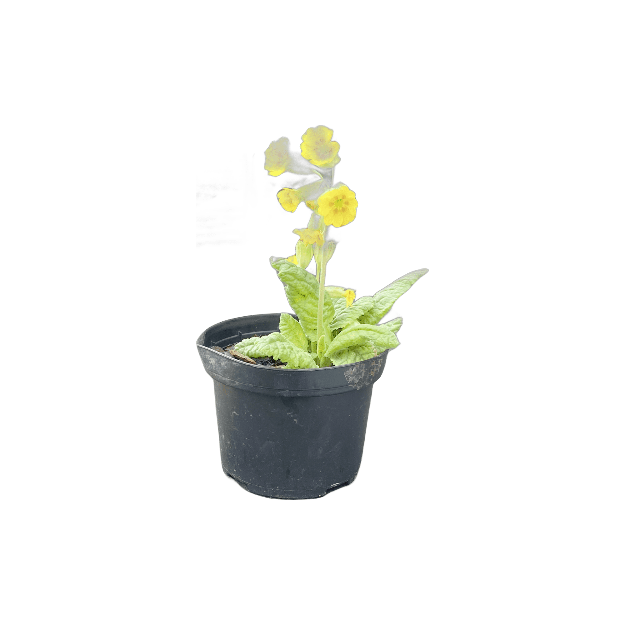 Primula veris - Sturton Plants