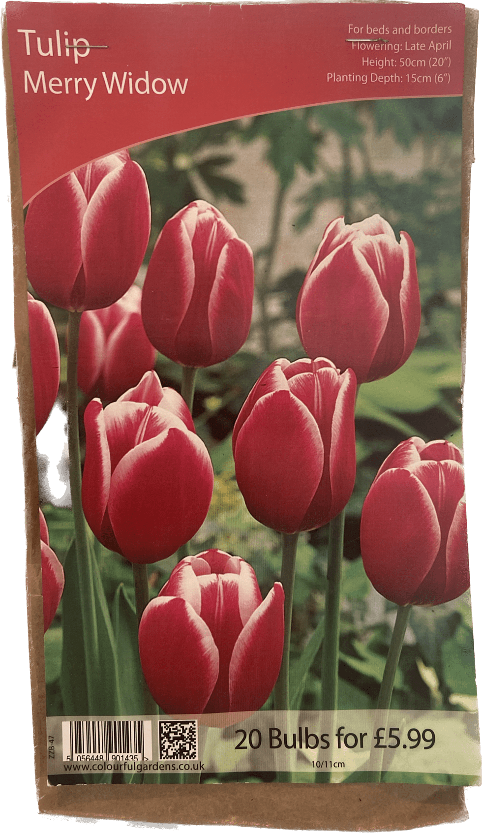 Tulip Merry Widow - Sturton Plants