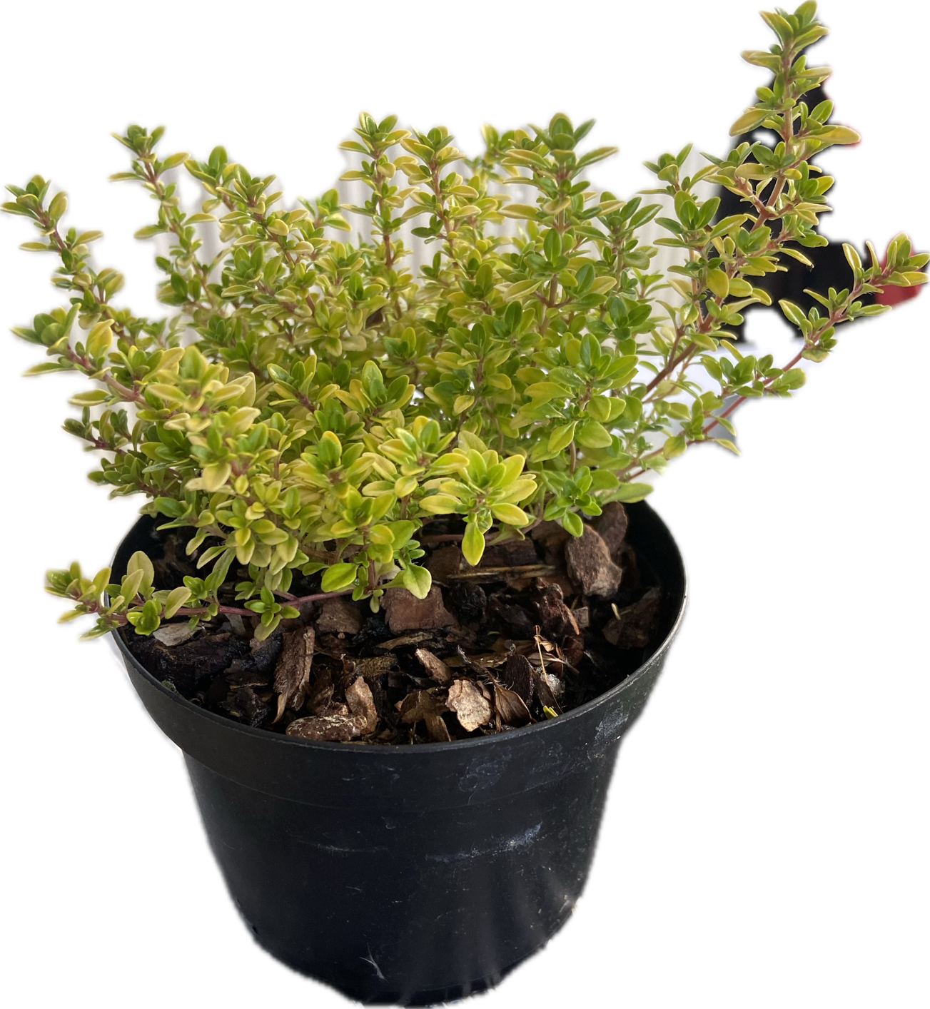Thymus x Citriodorus Aurea – Golden Lemon Thyme